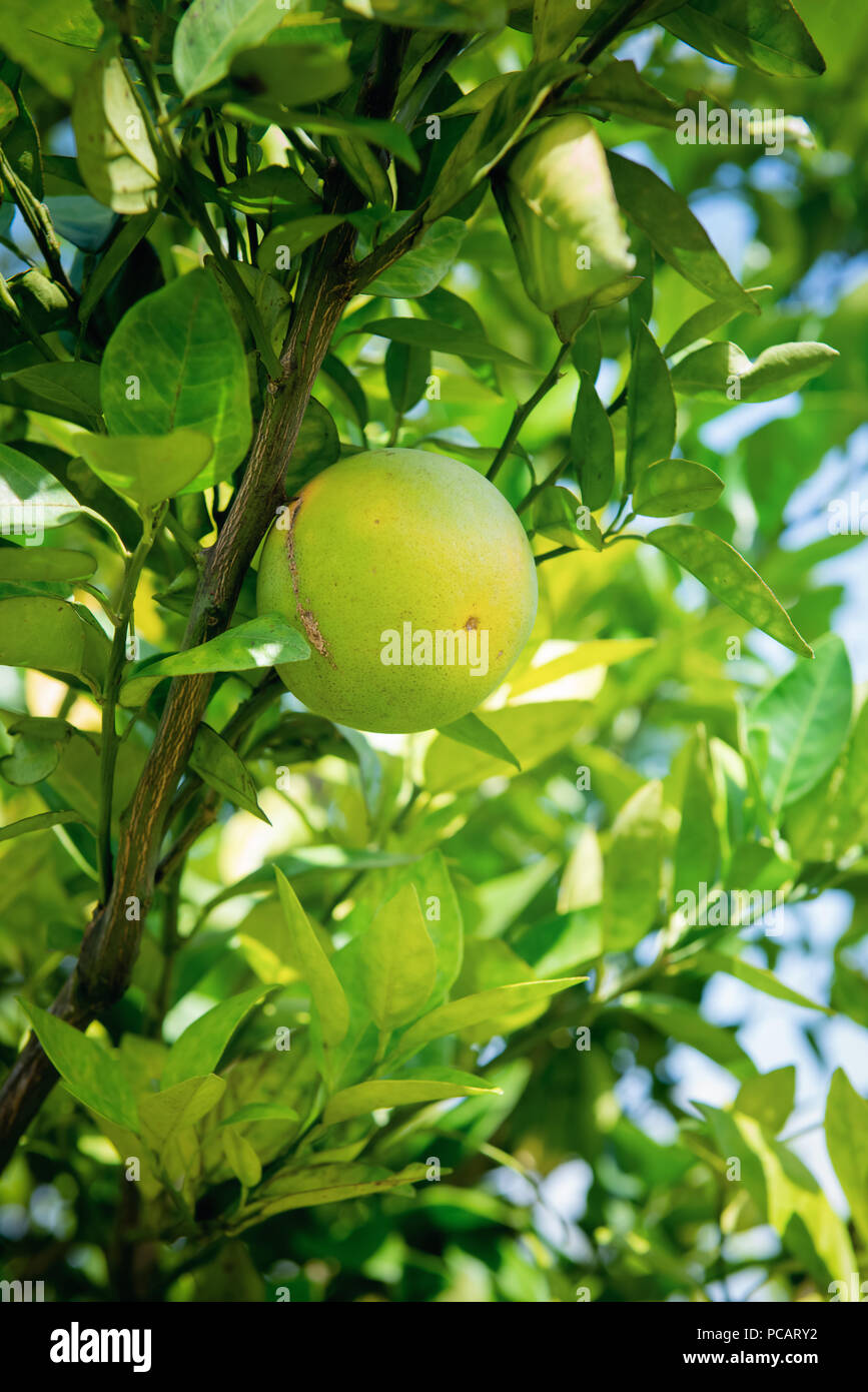 Caribbean fruit hi-res stock photography and images - Alamy