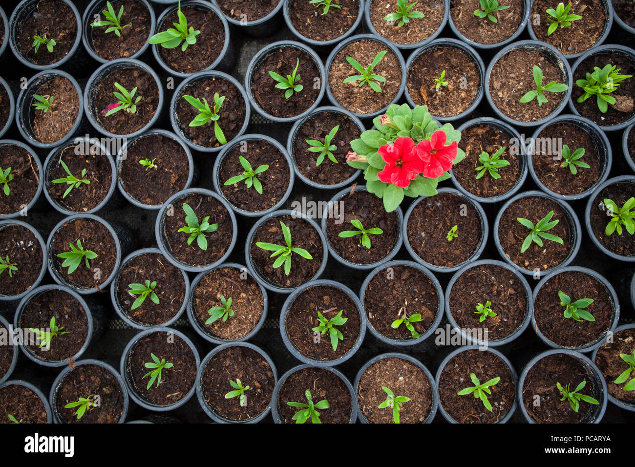 Unique growed up plant among many seedling plants. Standing out from ...