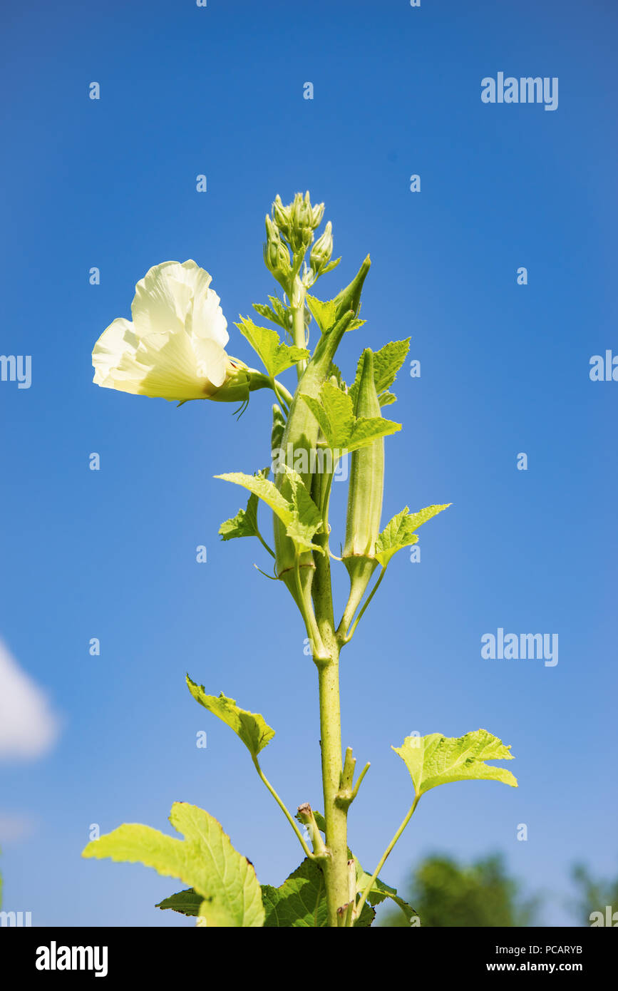 Okra plant hi-res stock photography and images - Alamy