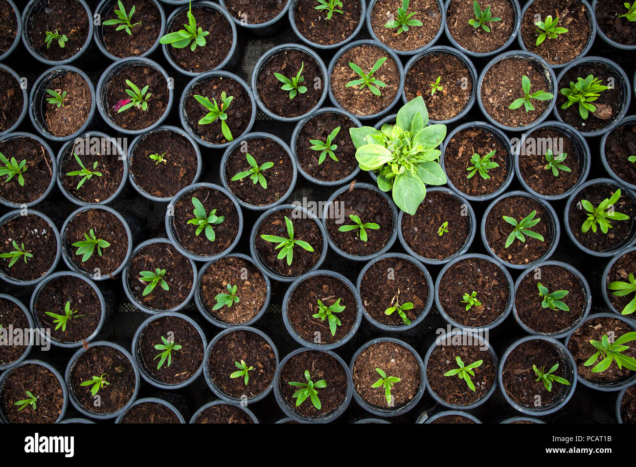 Unique growed up plant among many seedling plants. Standing out from ...