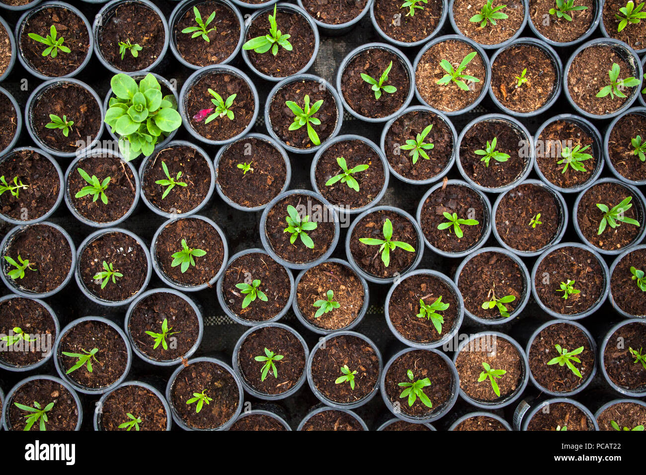 Unique growed up plant among many seedling plants. Standing out from ...