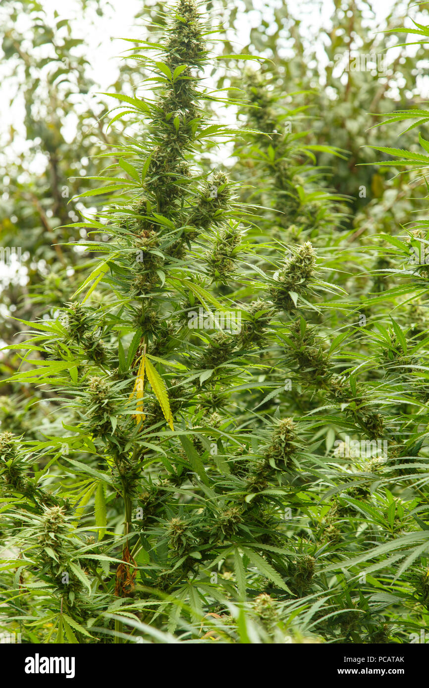 Detailed portrait of Cannabis stalks. These are hemp with lower amount ...