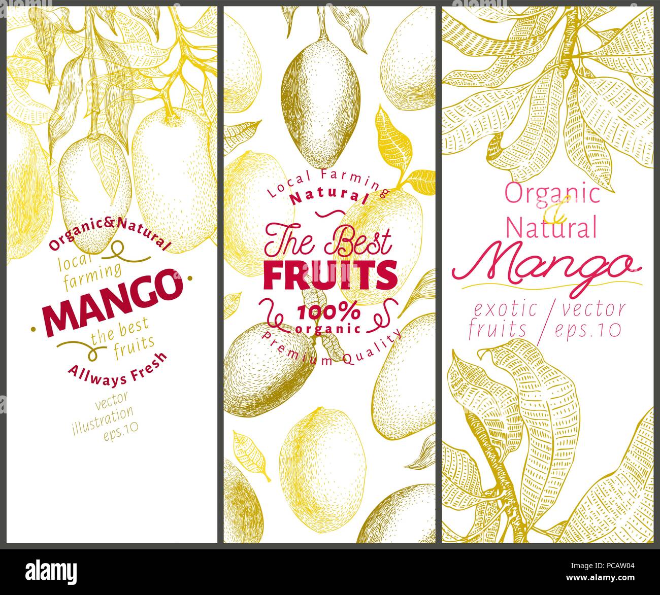 Mango fruit banner set. Hand drawn vector fruit illustration. Engraved ...