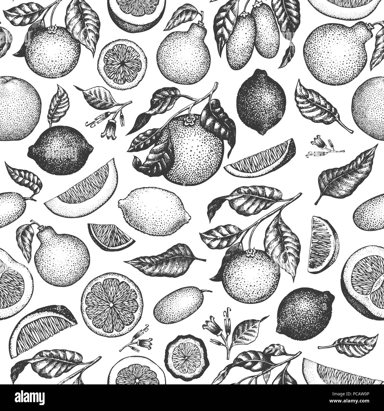 Citrus fruits seamless pattern. Hand drawn vector fruit illustration. Engraved style. Vintage ...