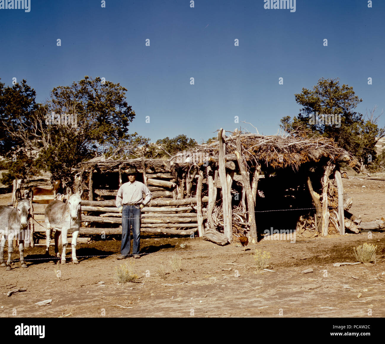 Farmer with his work burros in front of his barn in a small town in New ...