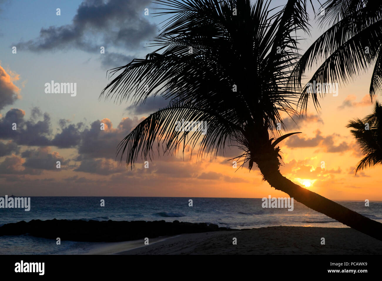 View of nice tropical beach with palm on sunset. Barbados Stock Photo - Alamy