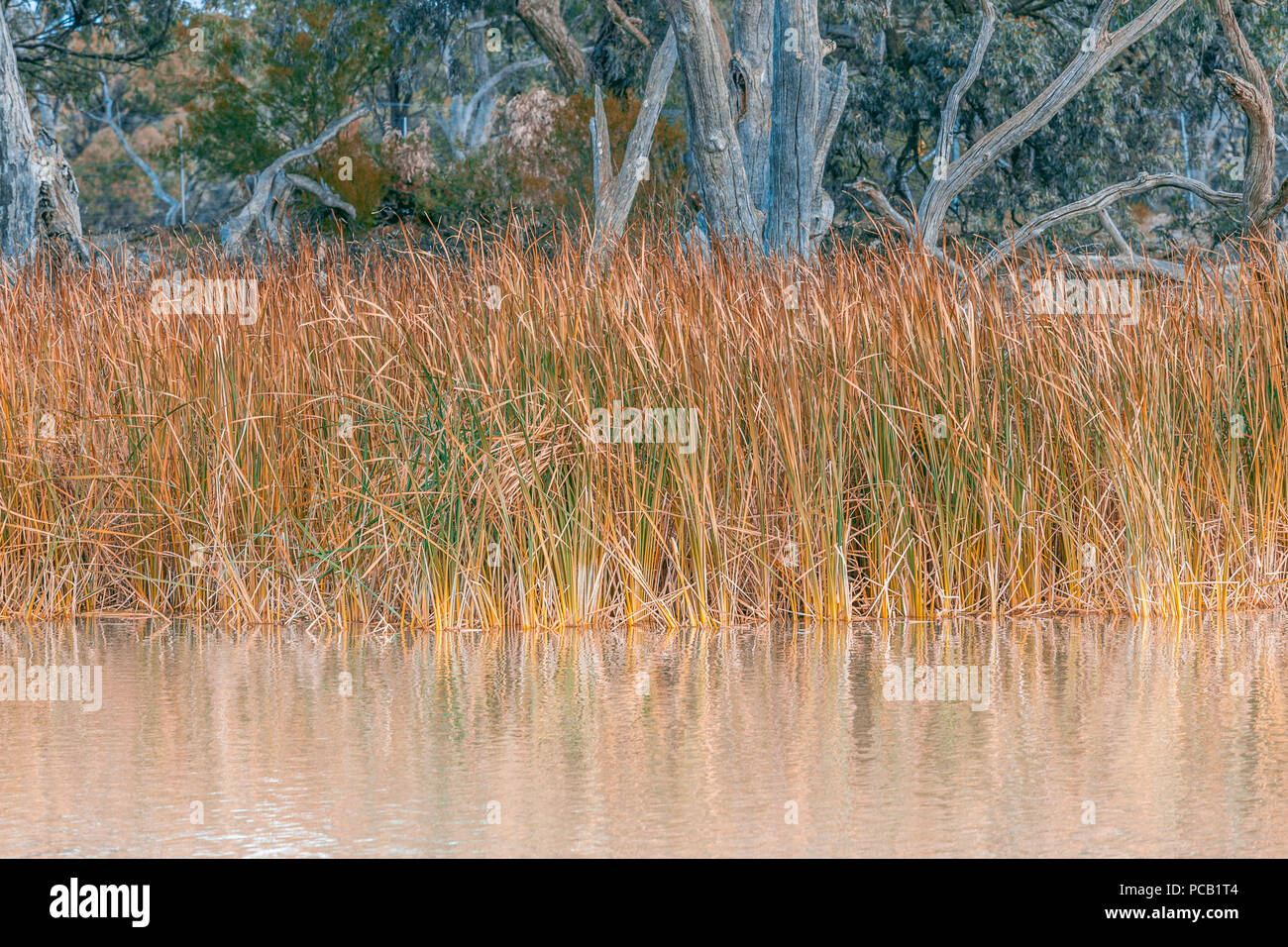 Reed growing hi-res stock photography and images - Alamy