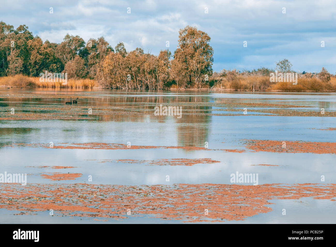 Beautiful nature reserve on Murray RIver at Banrock Station, Riverland ...