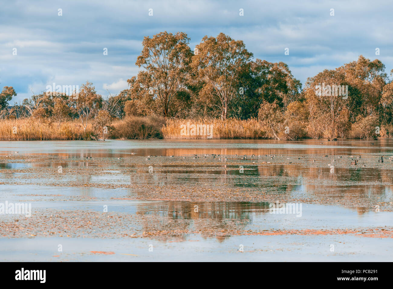 Mallee trees hi-res stock photography and images - Alamy