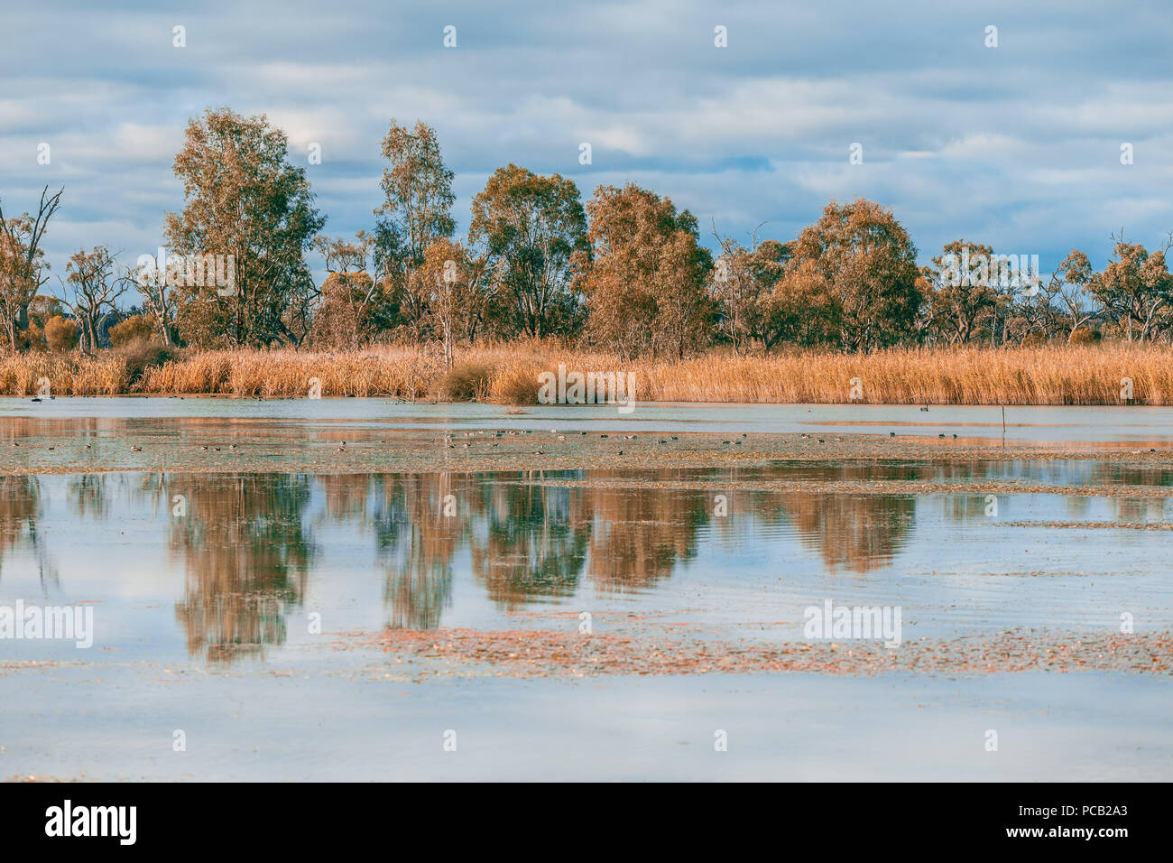Gum trees and reed reflecting in Murray River in South Australia Stock ...