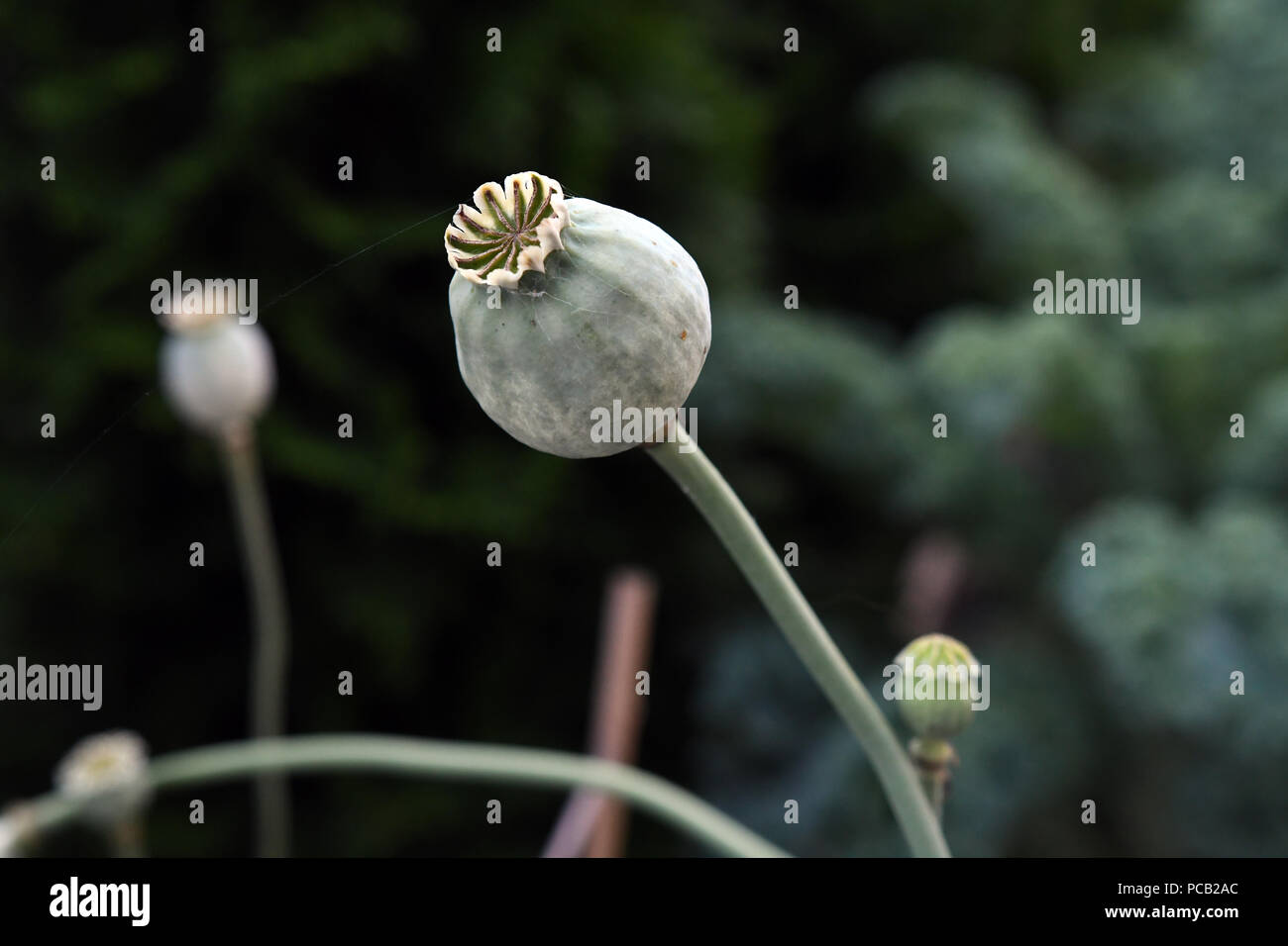 closed flower bud Stock Photo - Alamy
