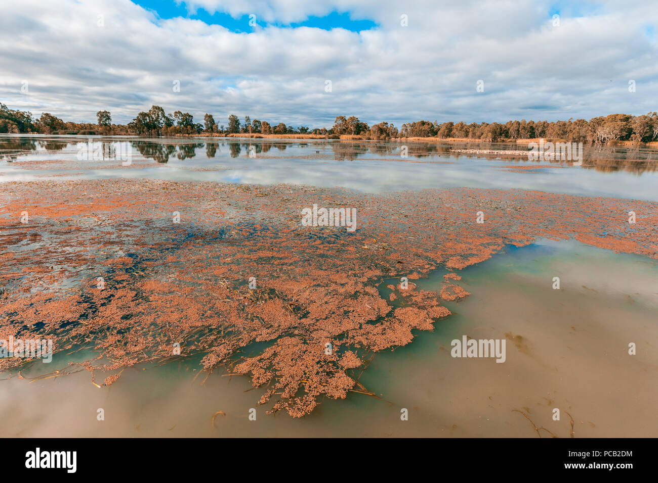 Beautiful Murray River scenery. Riverland, South Australia Stock Photo ...