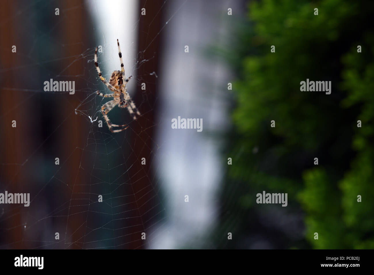 Praying spider hi-res stock photography and images - Alamy