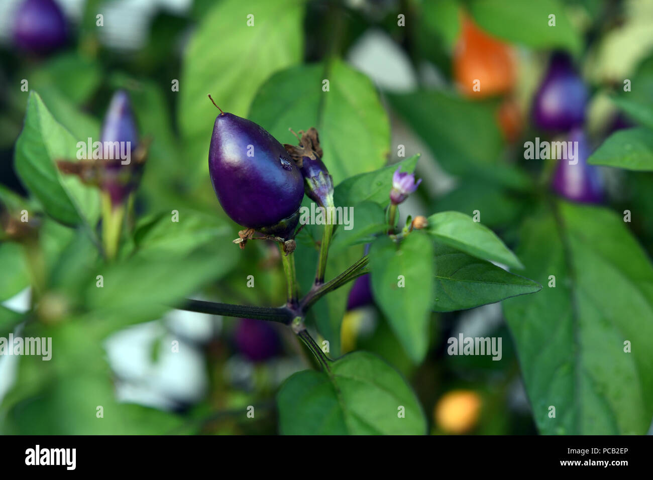 Violet growing hot pepper hi-res stock photography and images - Alamy