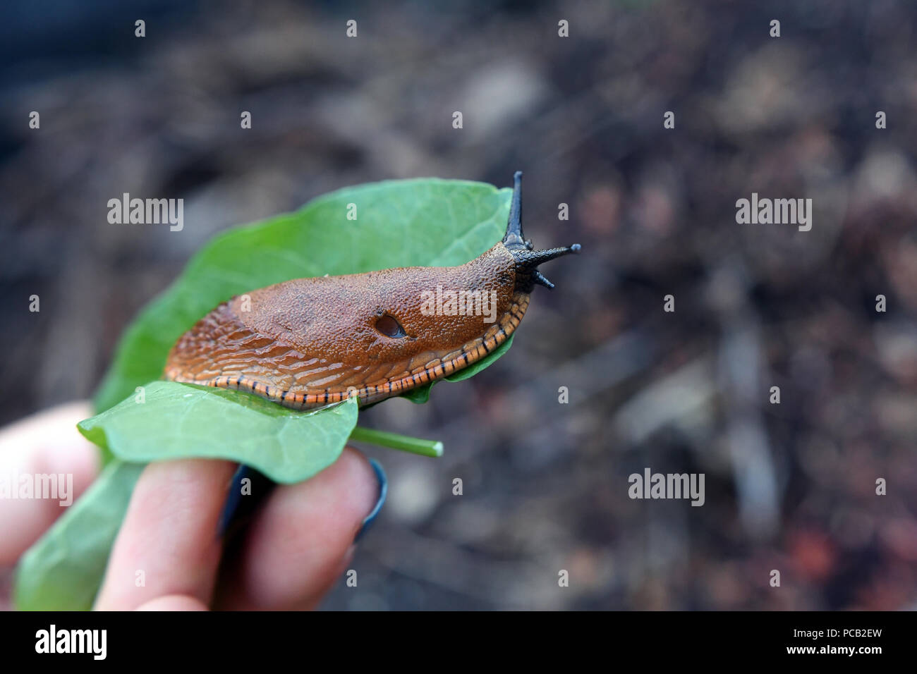 Hand holding a leaf with a red slug Stock Photo - Alamy