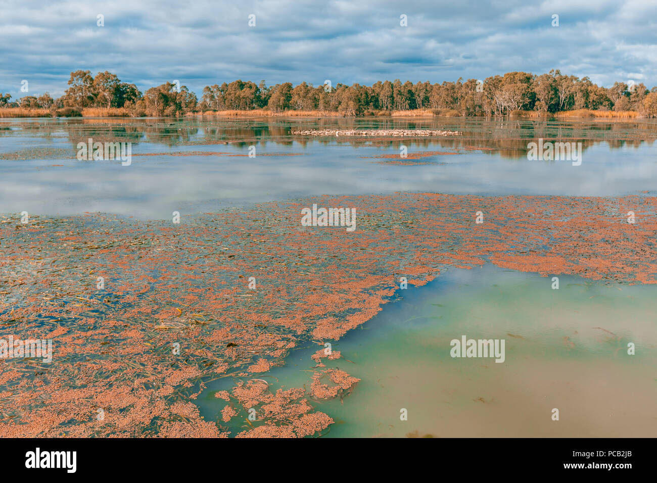 Native vegetation and birds on Murray River, South Australia Stock ...