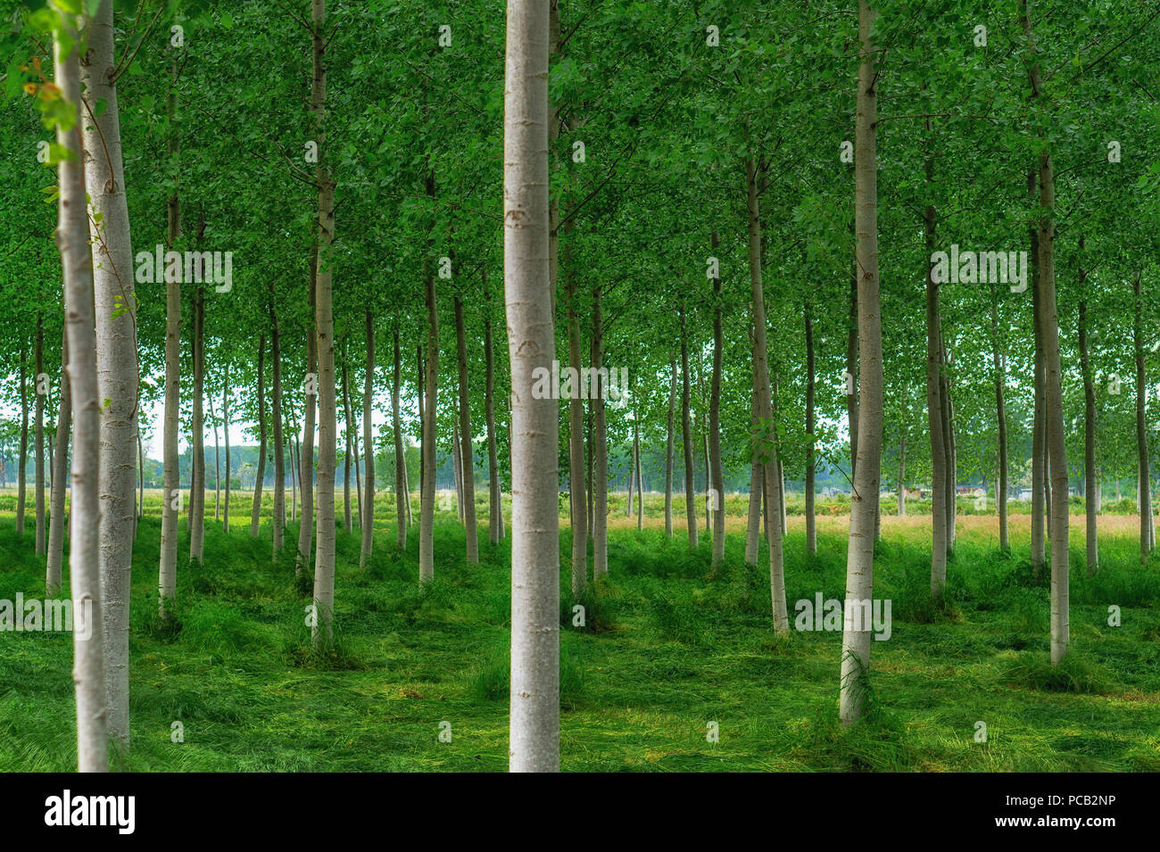 Po plain hi-res stock photography and images - Alamy