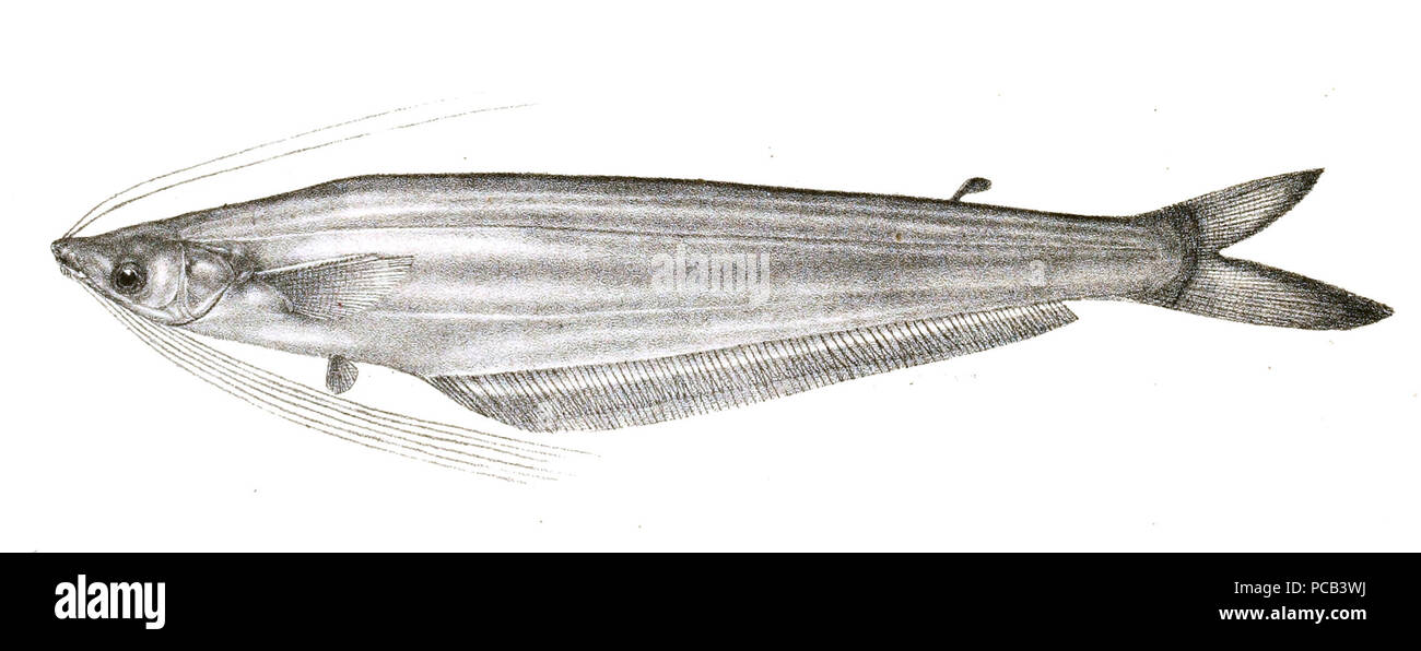 Coila hi-res stock photography and images - Alamy