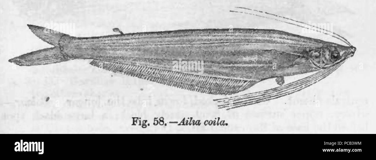 Coila hi-res stock photography and images - Alamy