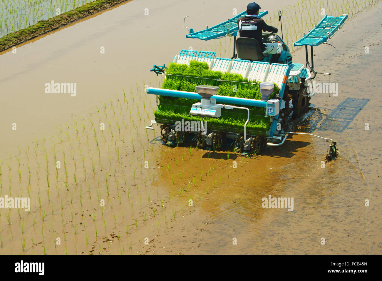 Early rice seedling soil hi-res stock photography and images - Alamy