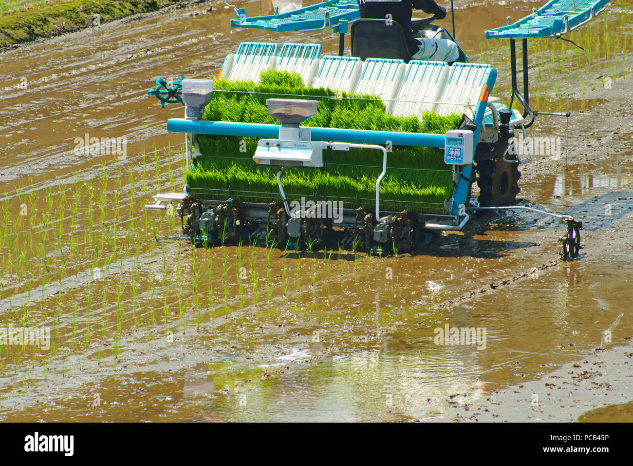 Early rice seedling soil hi-res stock photography and images - Alamy