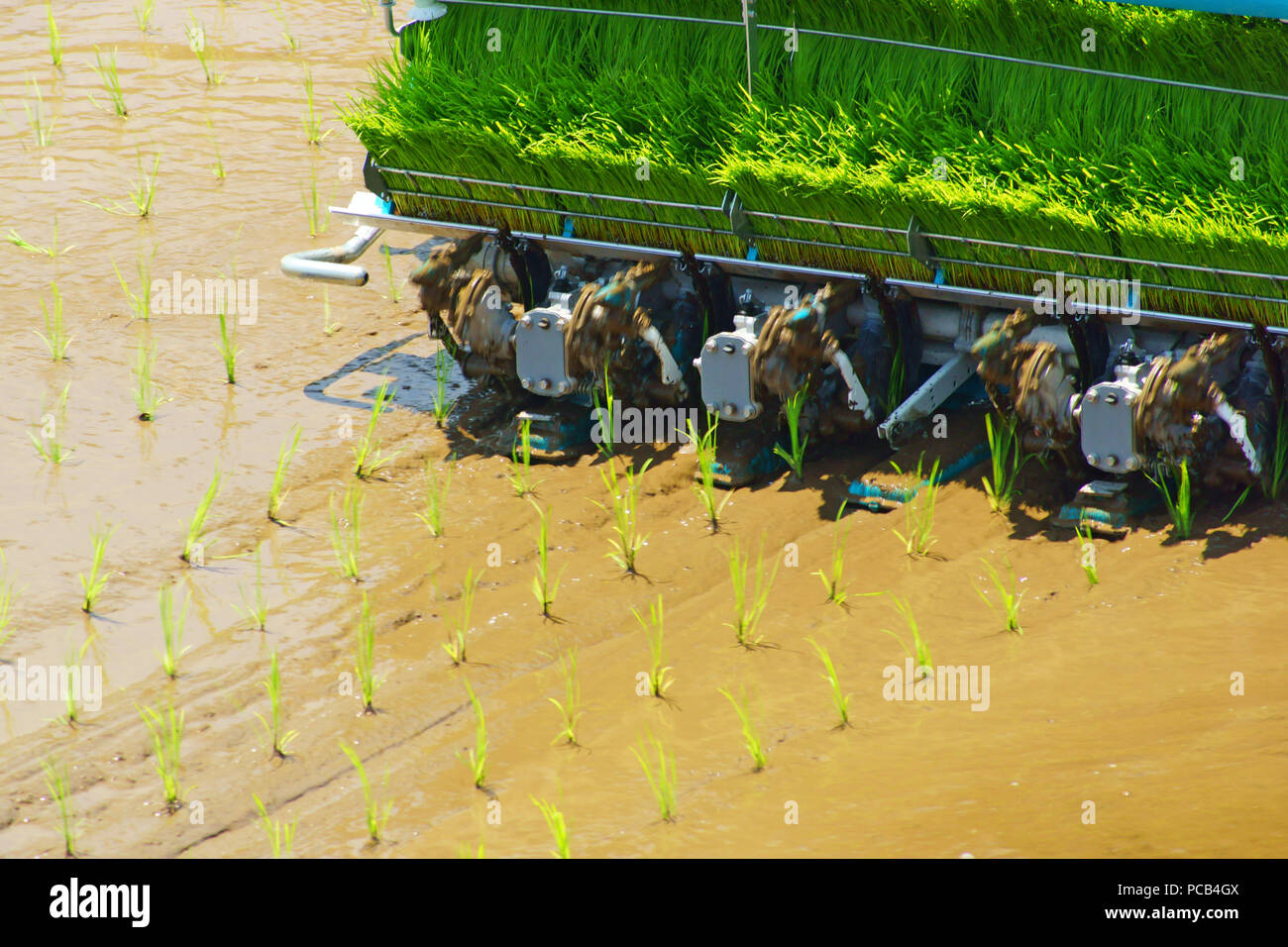 Early rice seedling soil hi-res stock photography and images - Alamy