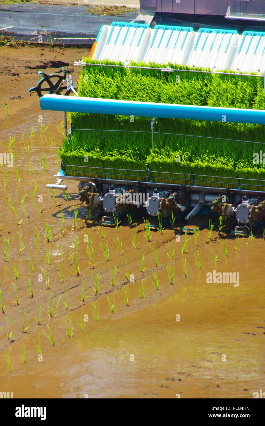 Early rice seedling soil hi-res stock photography and images - Alamy