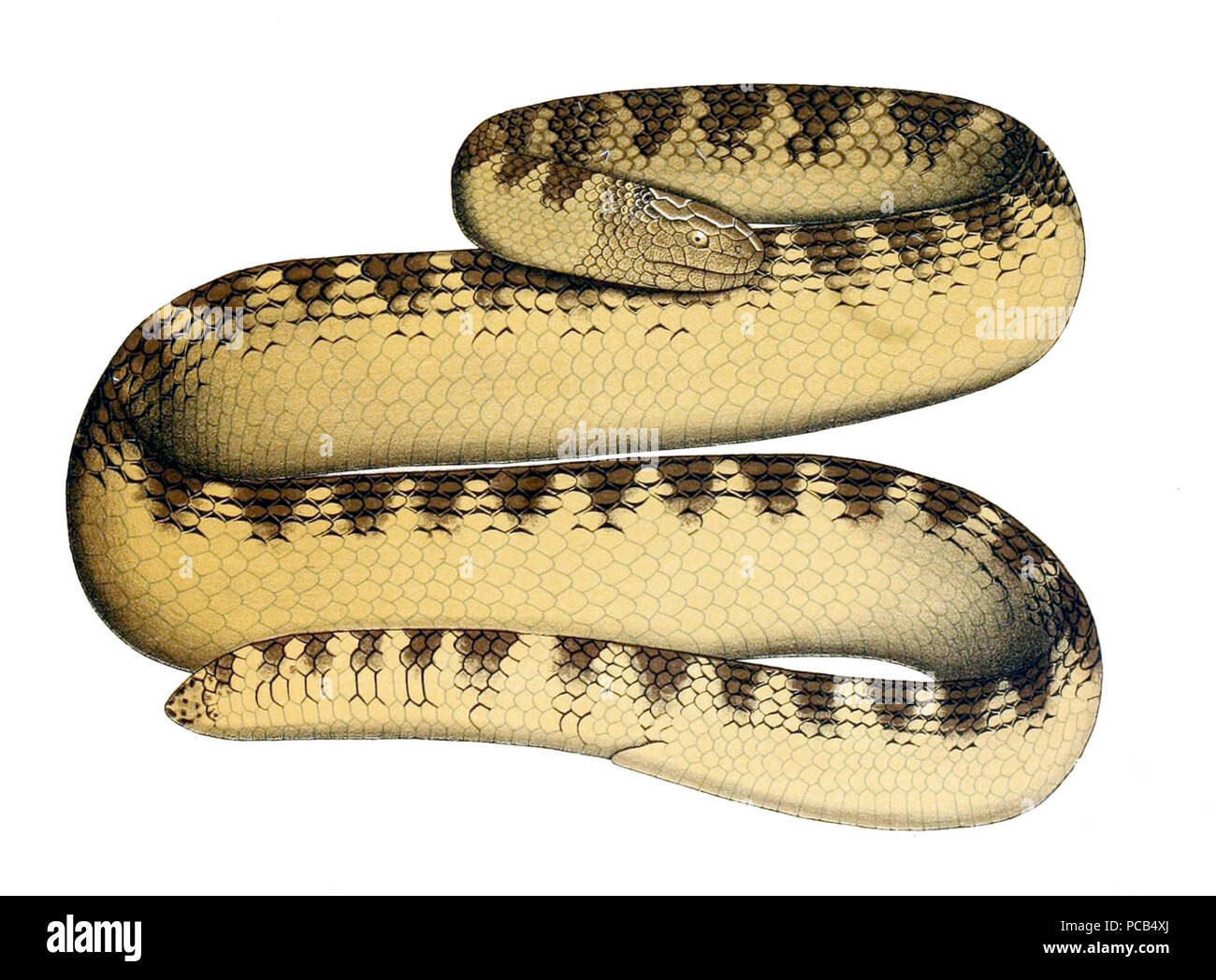 Aipysurus hi-res stock photography and images - Alamy