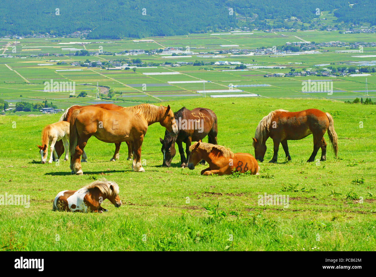 Ranch in Aso, Kumamoto Prefecture, Japan Stock Photo - Alamy