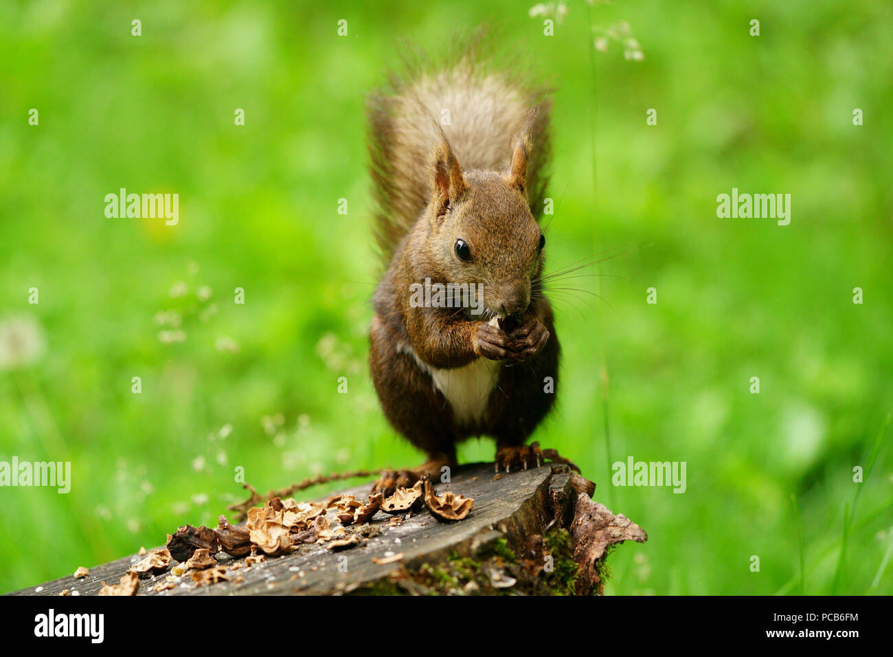 Early rice seedling soil hi-res stock photography and images - Alamy