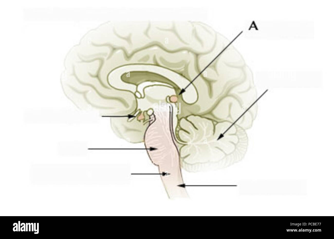 Brain Diagram No Labels