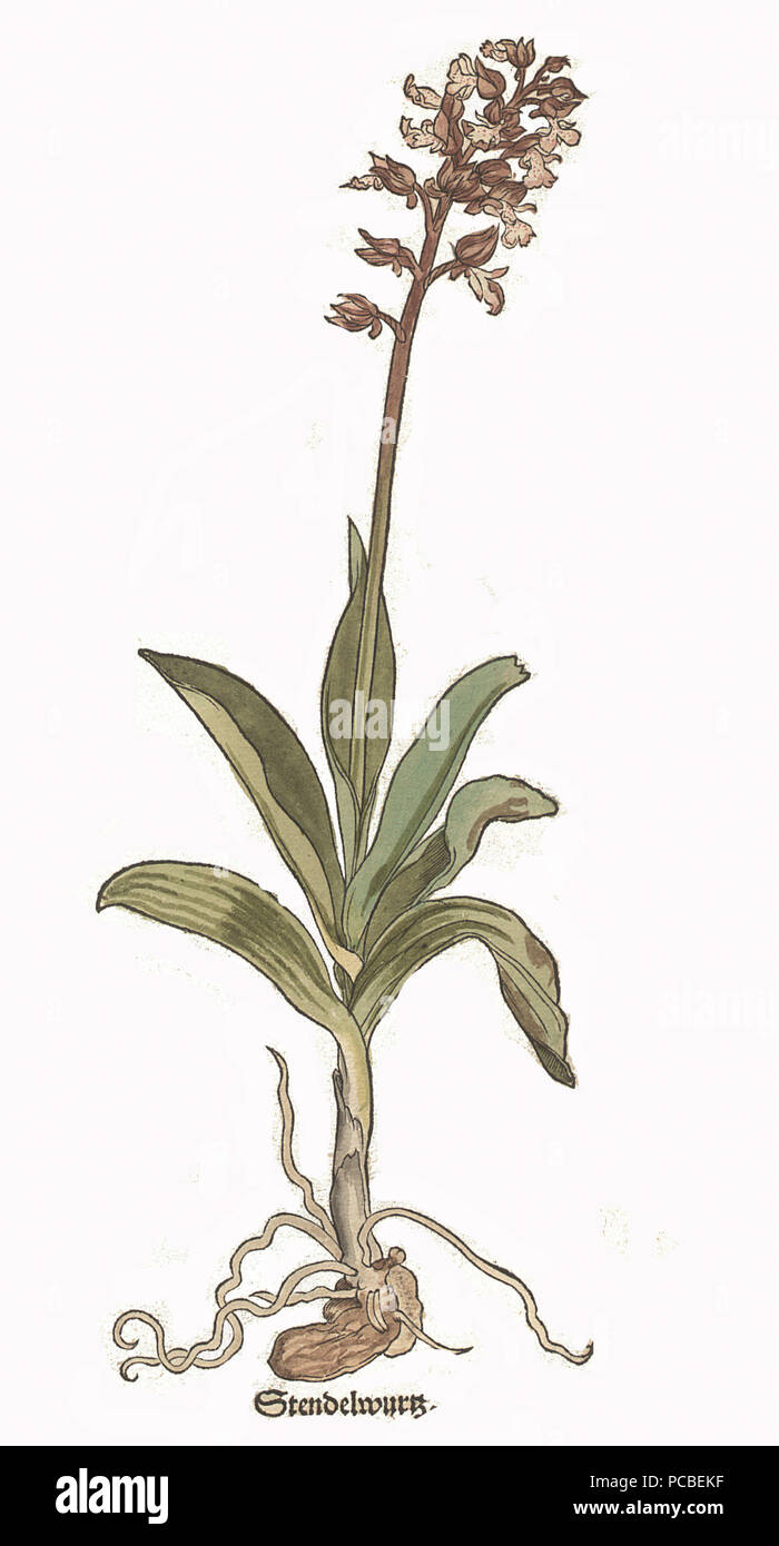 Brunfels hi-res stock photography and images - Alamy