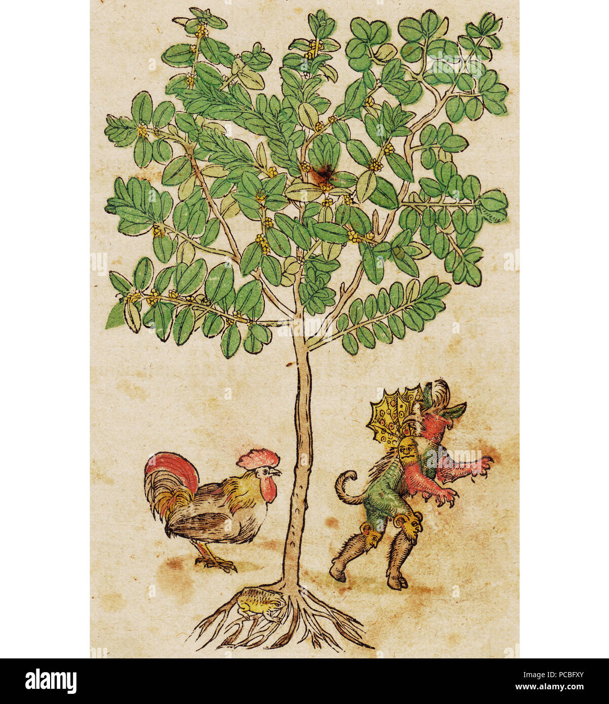 7 Buxbaum breit Stock Photo - Alamy