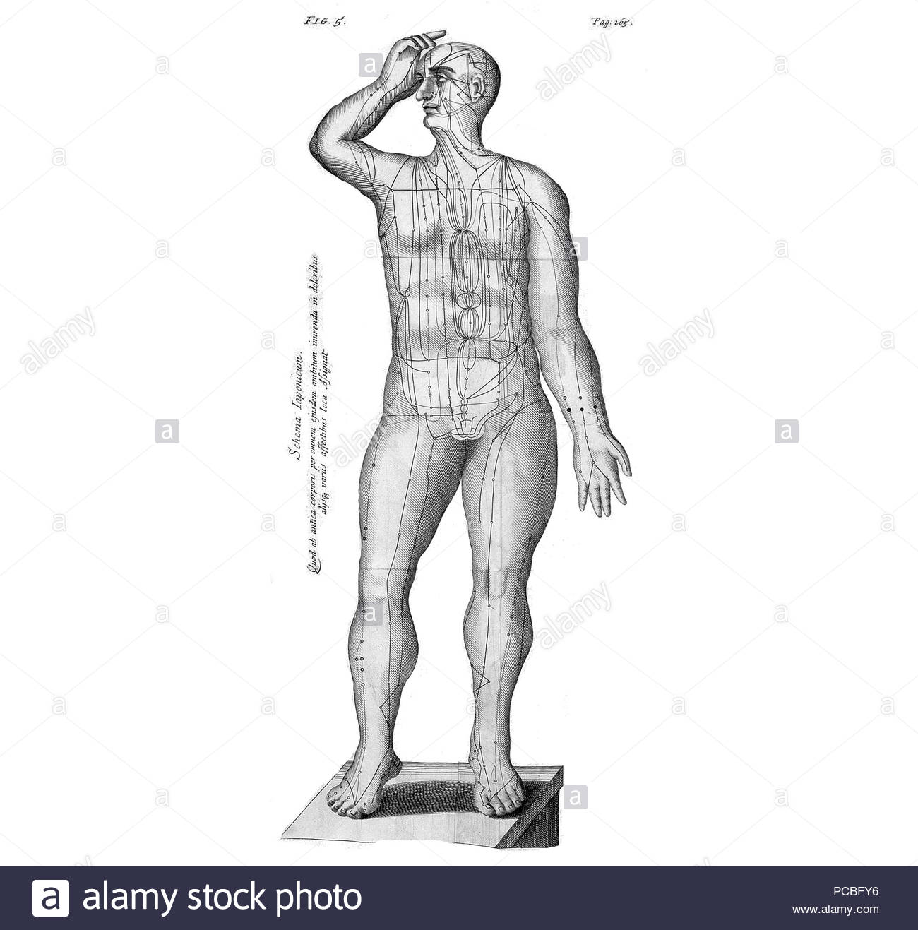 Body Meridians Chart Stock Photos & Body Meridians Chart Stock Images - Alamy