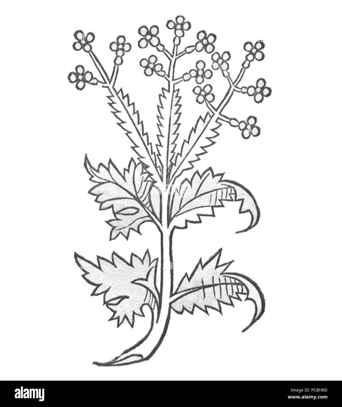 Slender clusters Cut Out Stock Images & Pictures - Alamy