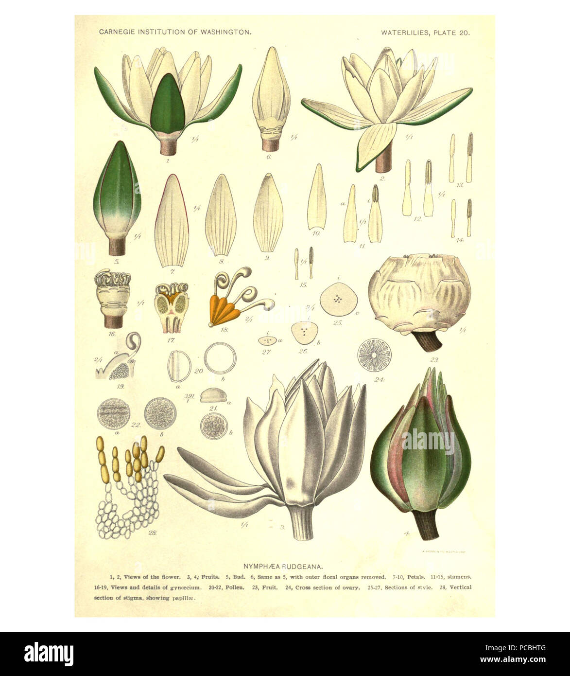 Nymphaea rudgeana hi-res stock photography and images - Alamy