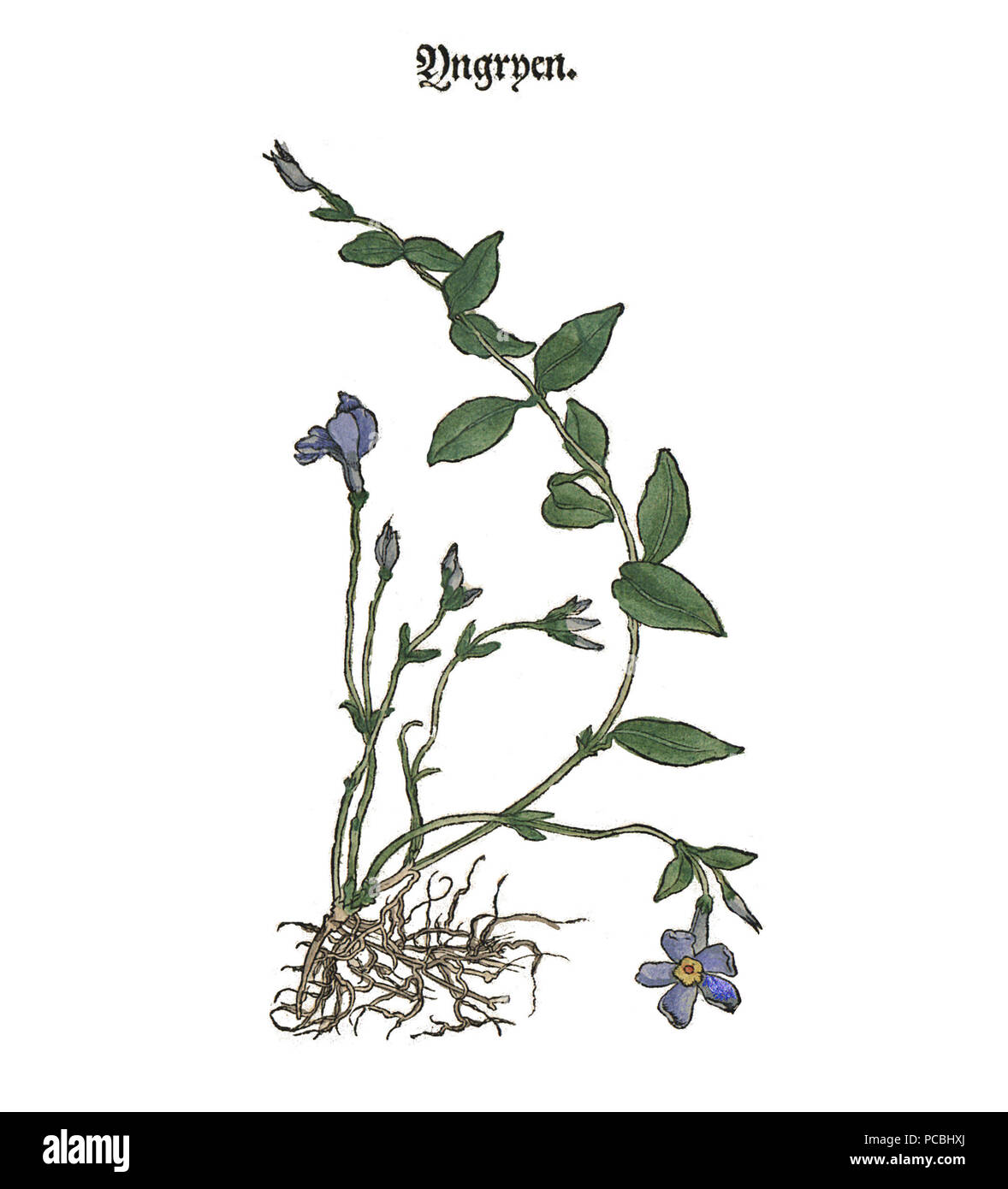 6 Brunfels Immergrün Stock Photo - Alamy