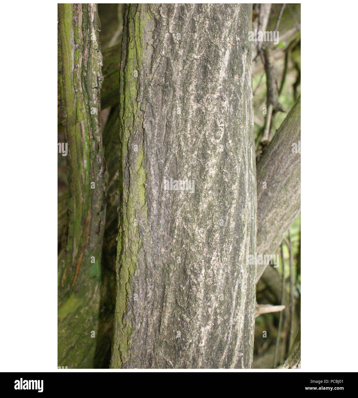 Spindle euonymus europaeus garden hi-res stock photography and images ...