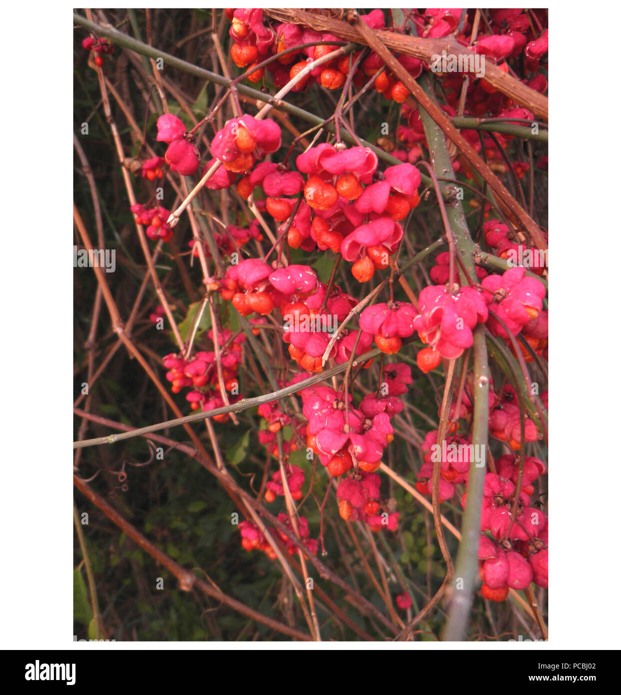 Fruit bearing characteristics hi-res stock photography and images - Alamy