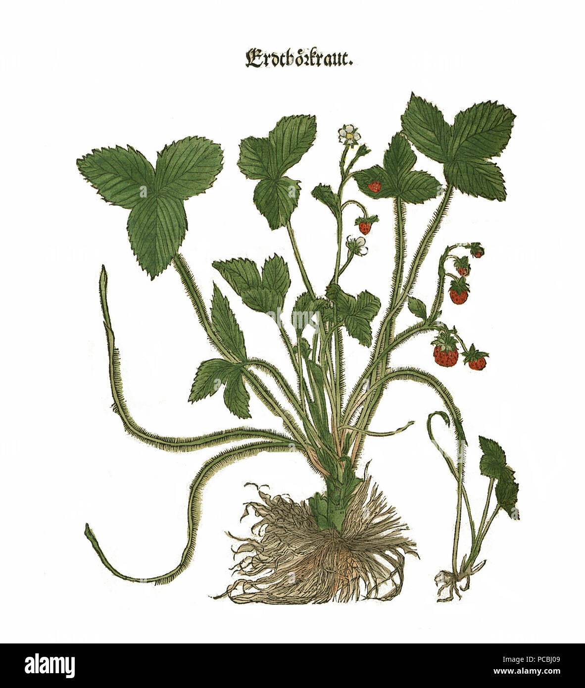 Brunfels hi-res stock photography and images - Alamy