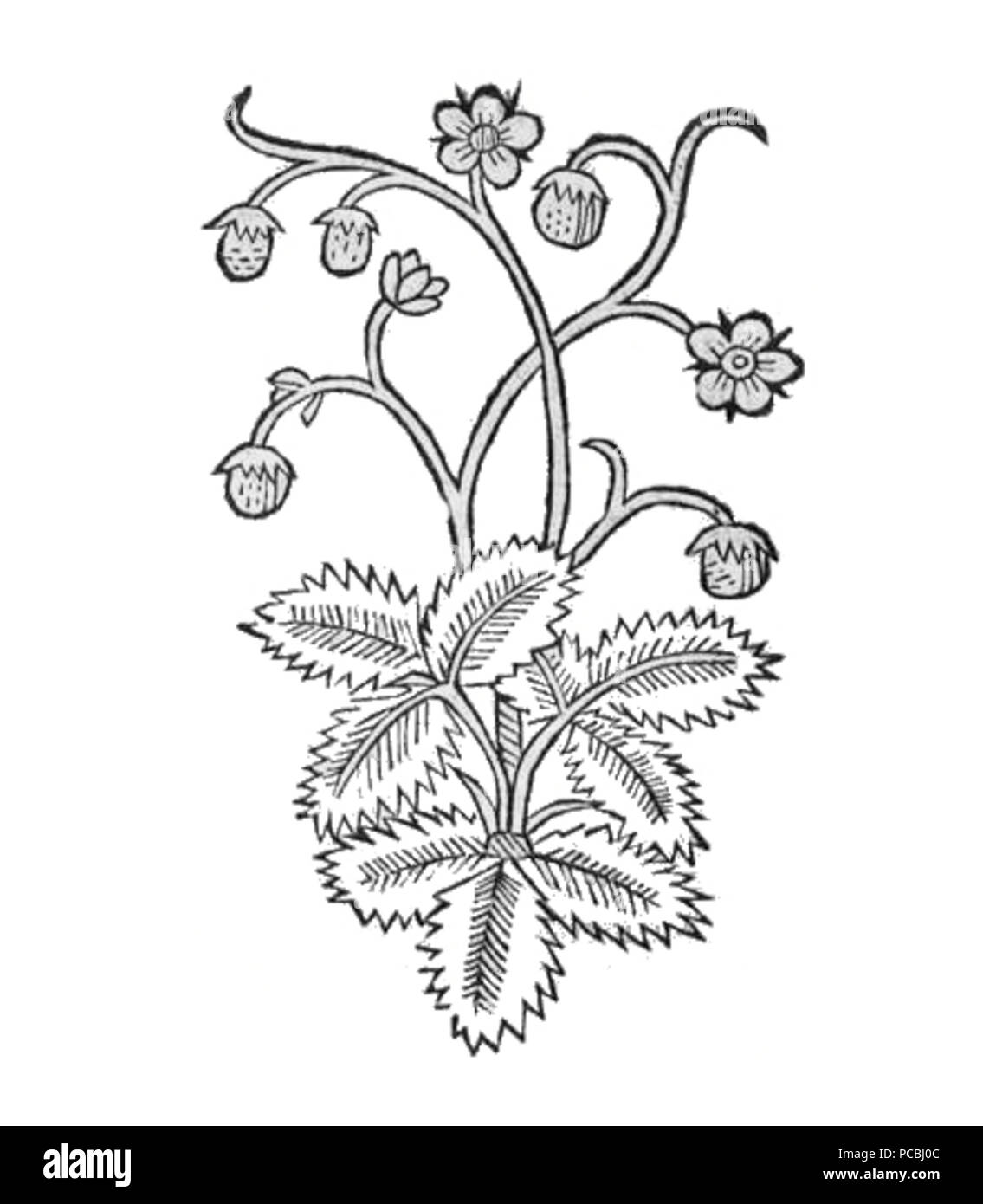 Fragaria Black and White Stock Photos & Images - Alamy