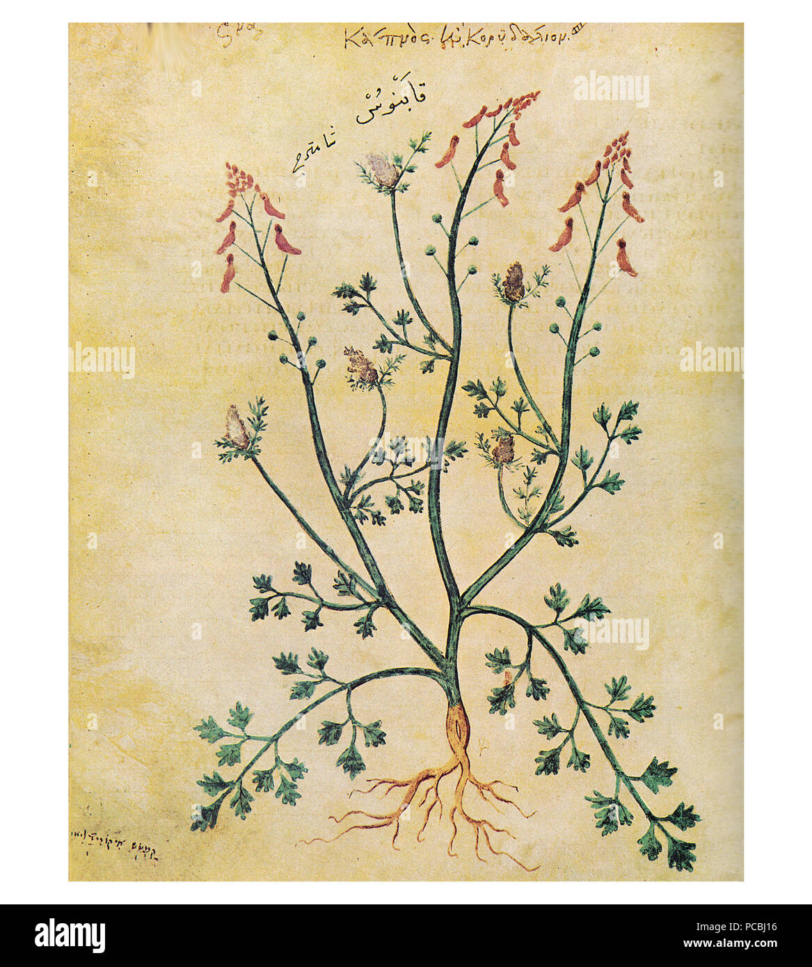 63 Wiener Dioskurides Stock Photo - Alamy