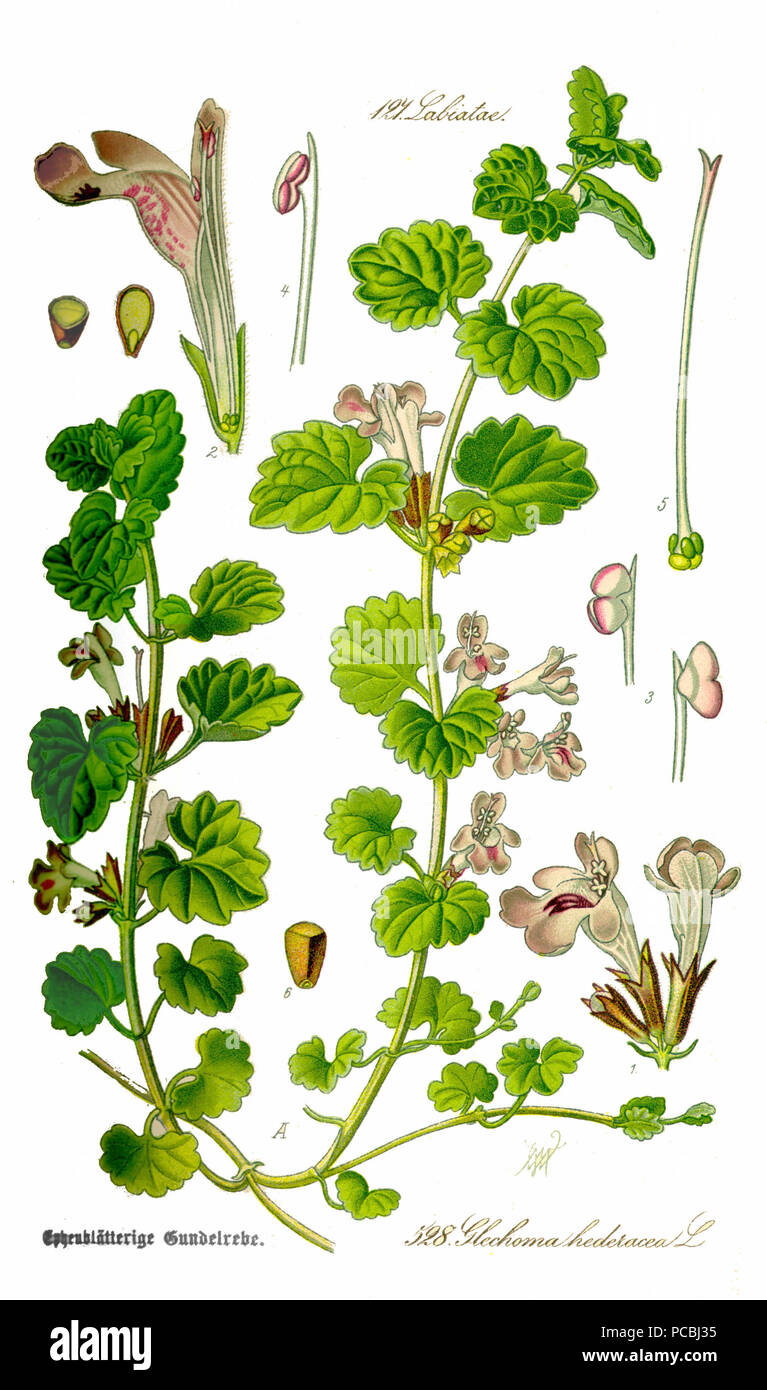 25 Illustration Glechoma hederacea0b Stock Photo - Alamy