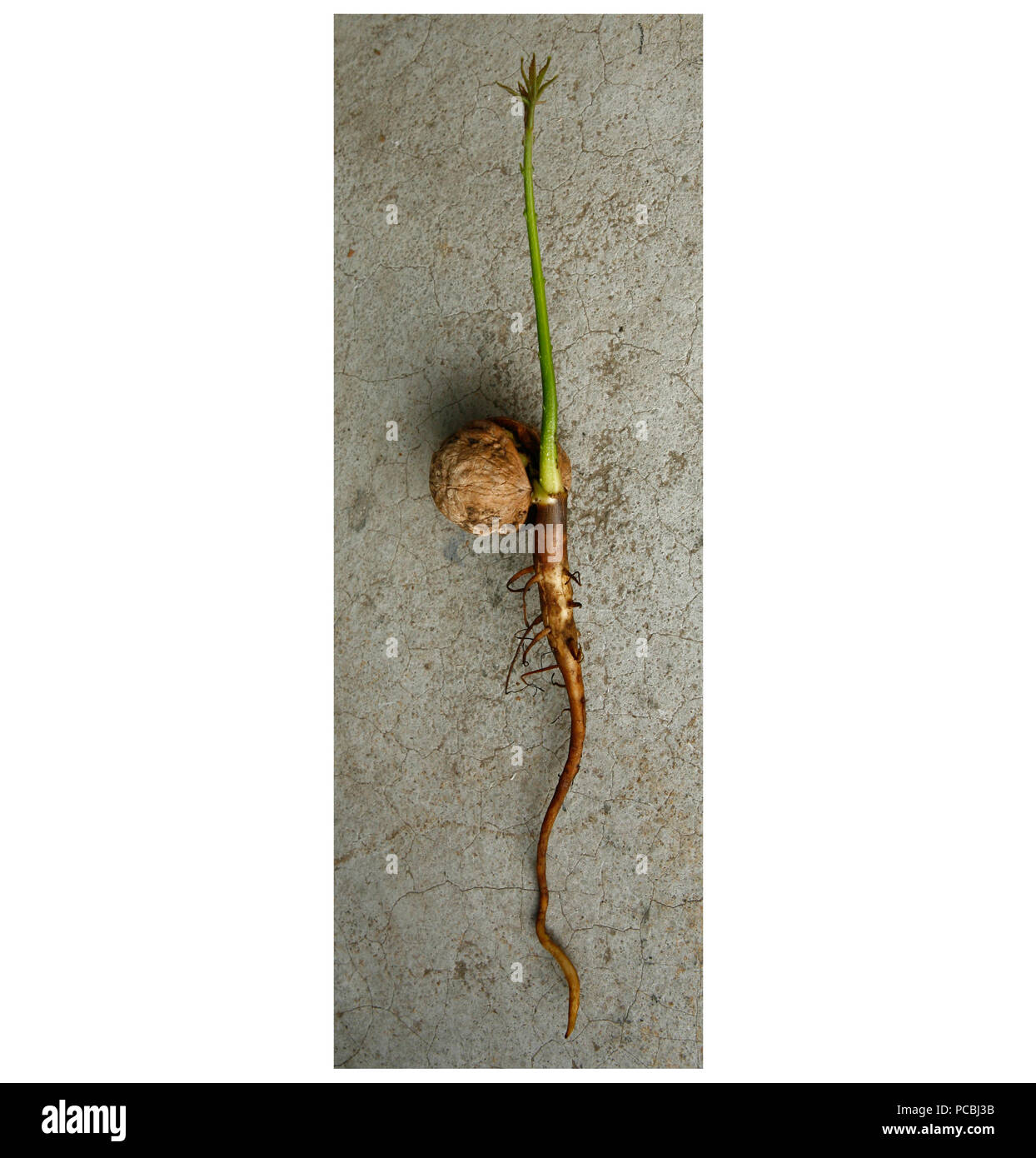 Walnut trees life cycle hi-res stock photography and images - Alamy