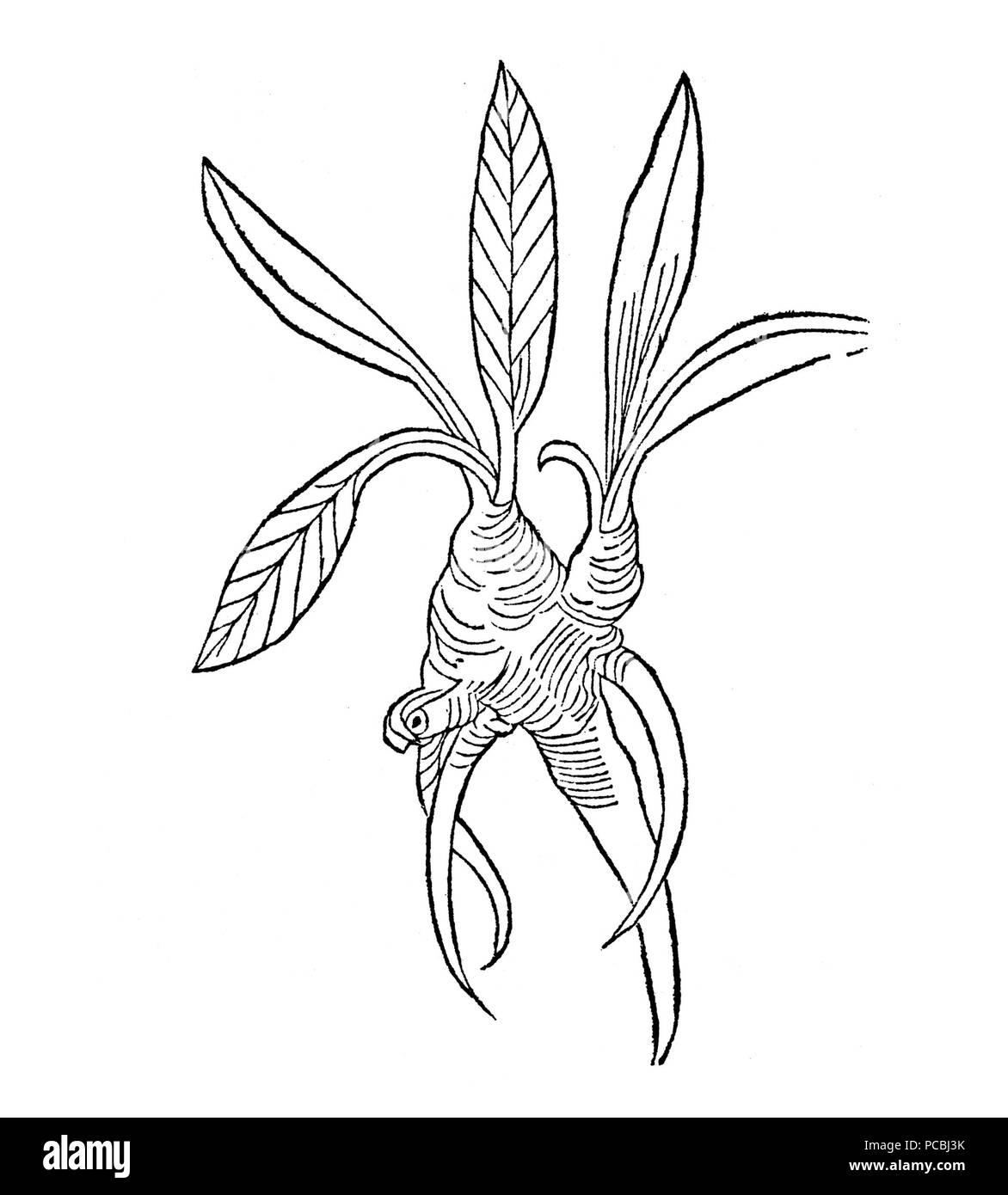 Garden design reference Cut Out Stock Images & Pictures - Alamy