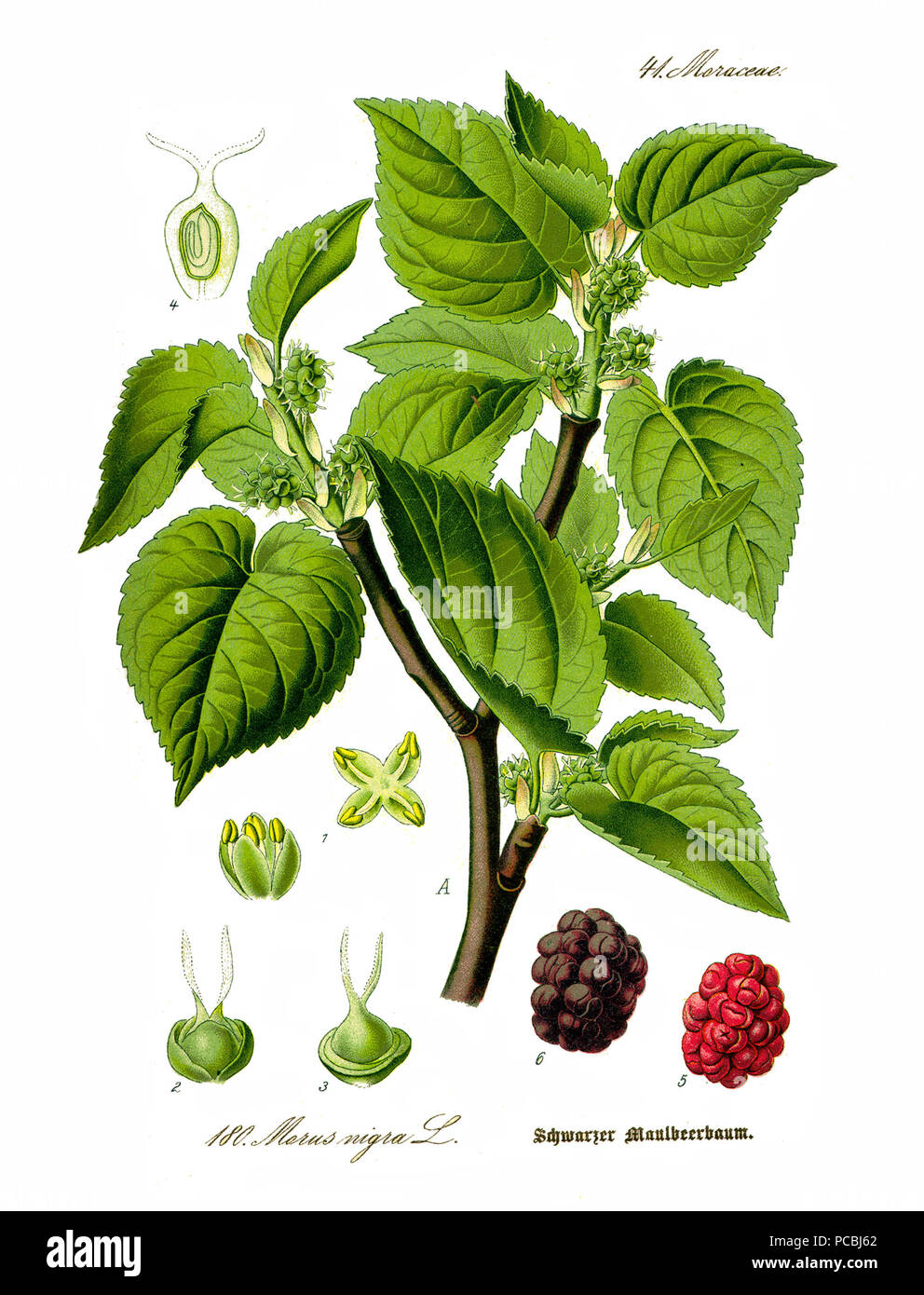 25 Illustration Morus nigra0a Stock Photo - Alamy