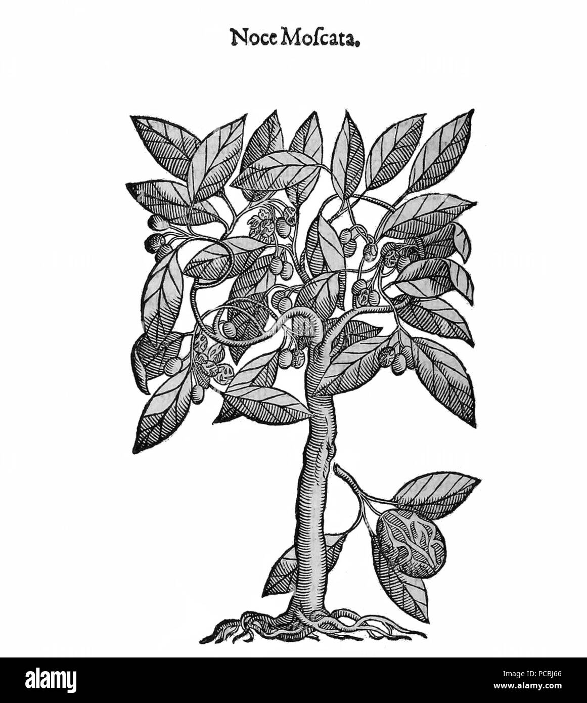 1578 drawing Black and White Stock Photos & Images - Alamy