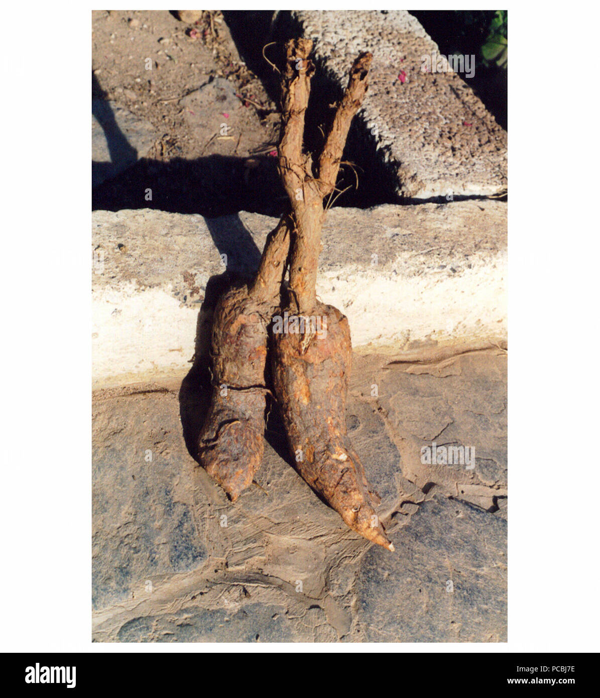 Mandrake plant hi-res stock photography and images - Alamy