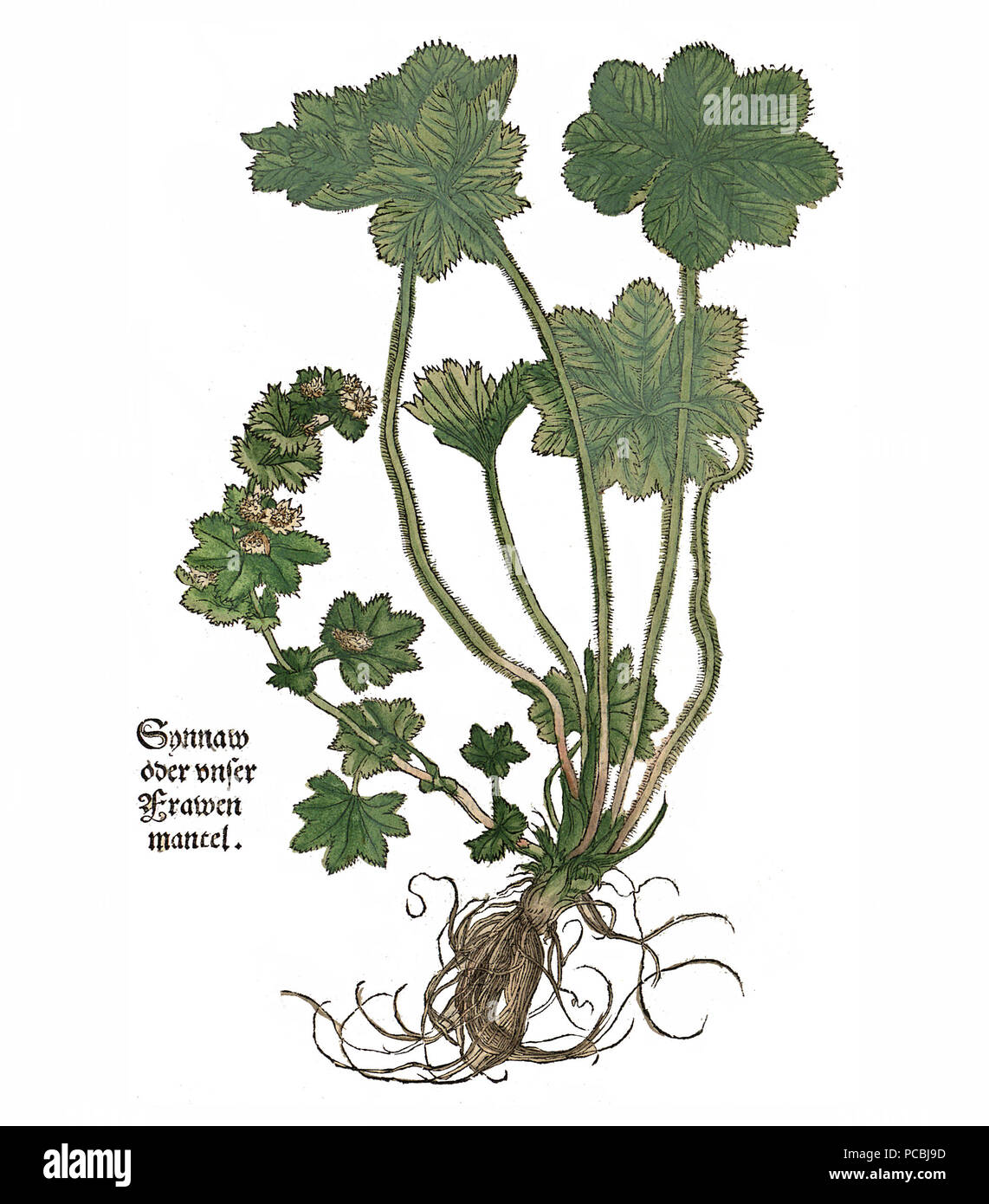 6 Brunfels Synnaw Stock Photo - Alamy