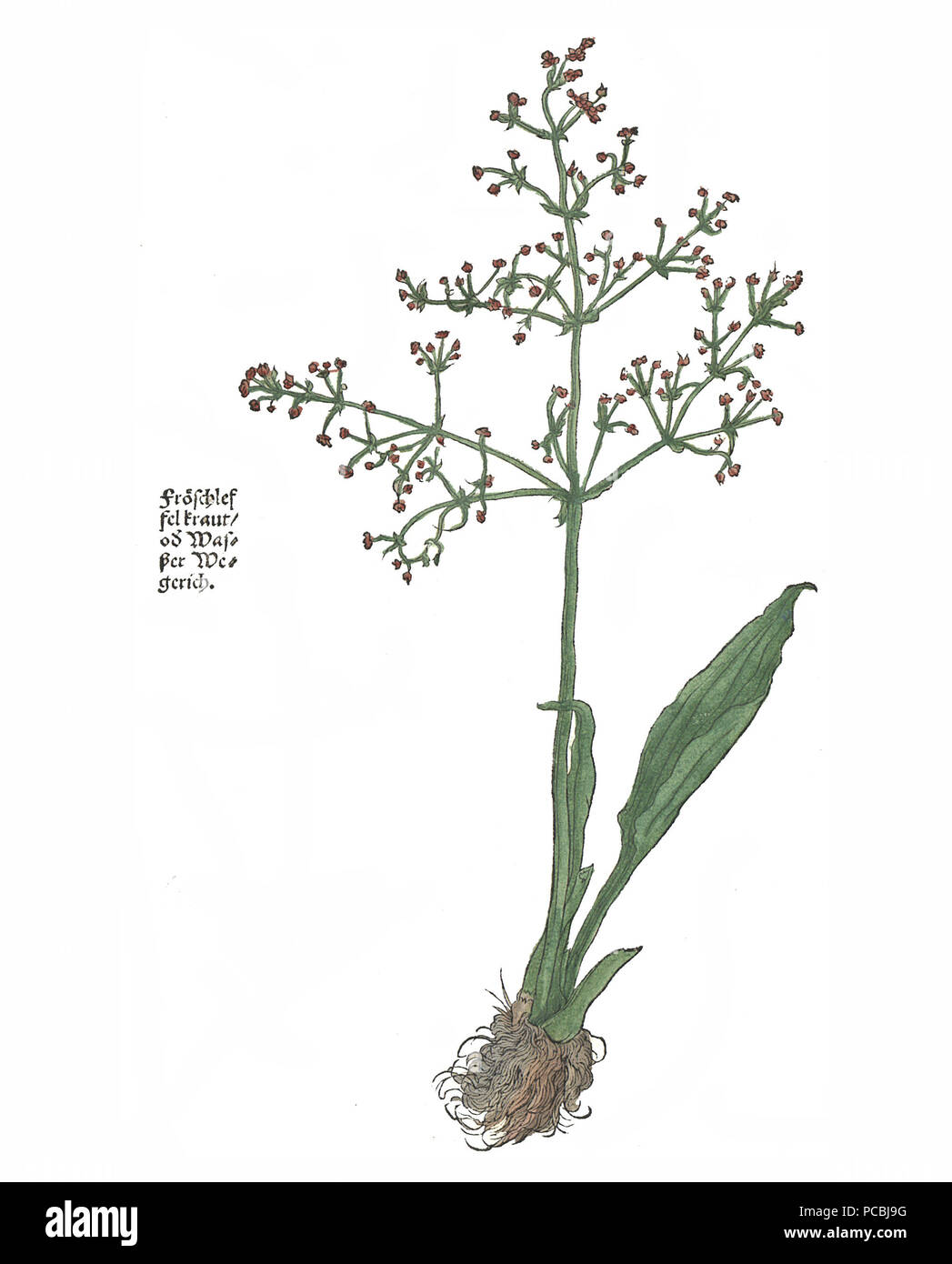 Brunfels hi-res stock photography and images - Alamy